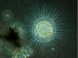 Smiles in My Life: Actinopods