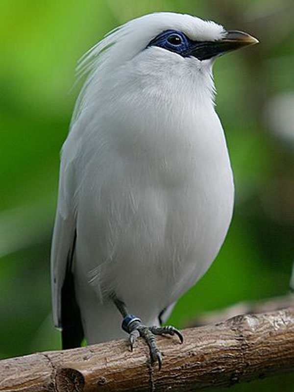 The Life of Sweet Birds: The Bali Starling