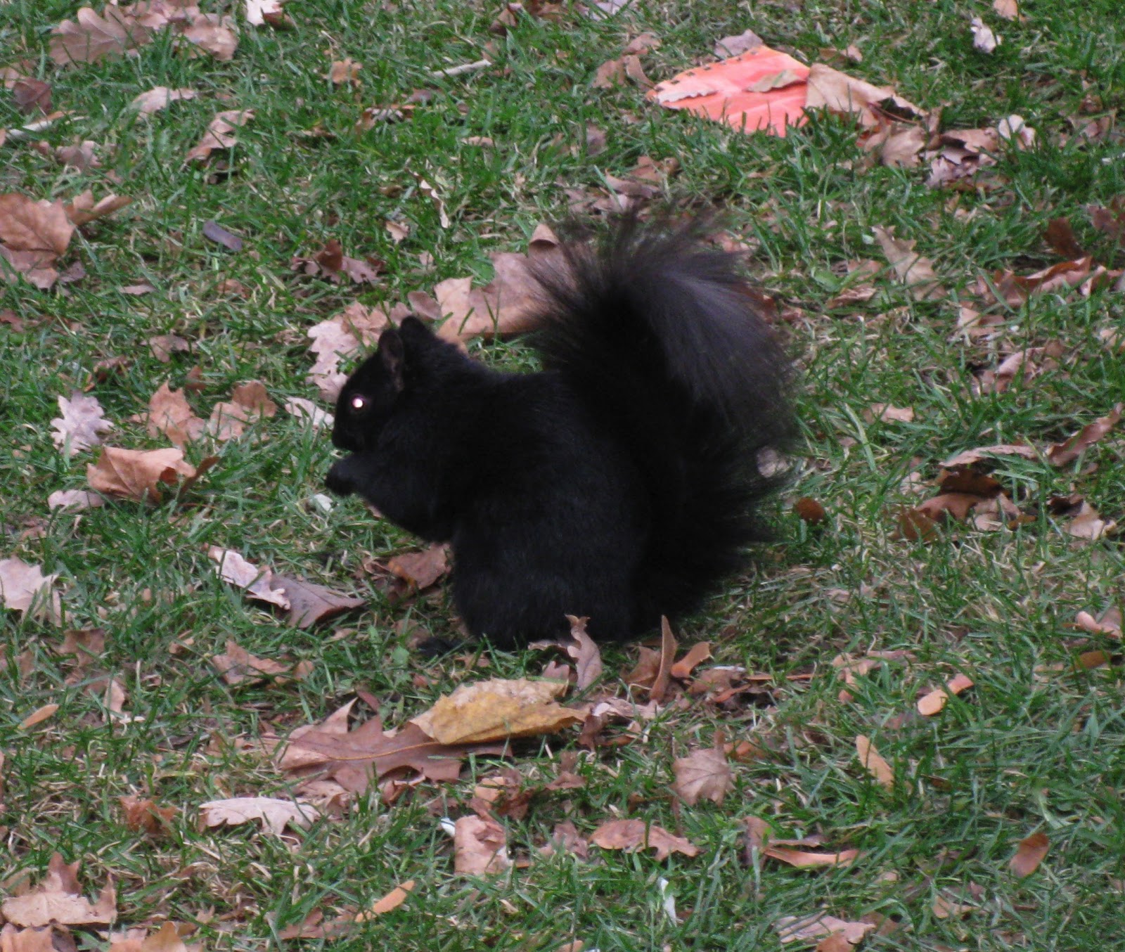Yuccabloom: A Memoir of Meaningful Meanderings: Black Squirrels