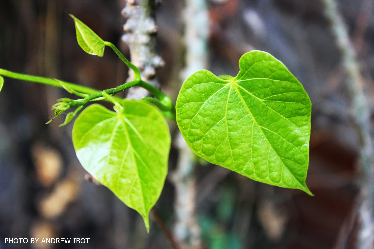 Ako si ANDREW IBOT!: Makabuhay (Tinospora rumphii Boerl)