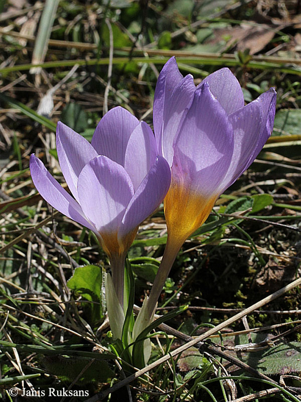 The Country Of Crocuses: Crocus sieberi subsp. atticus (C. atticus )