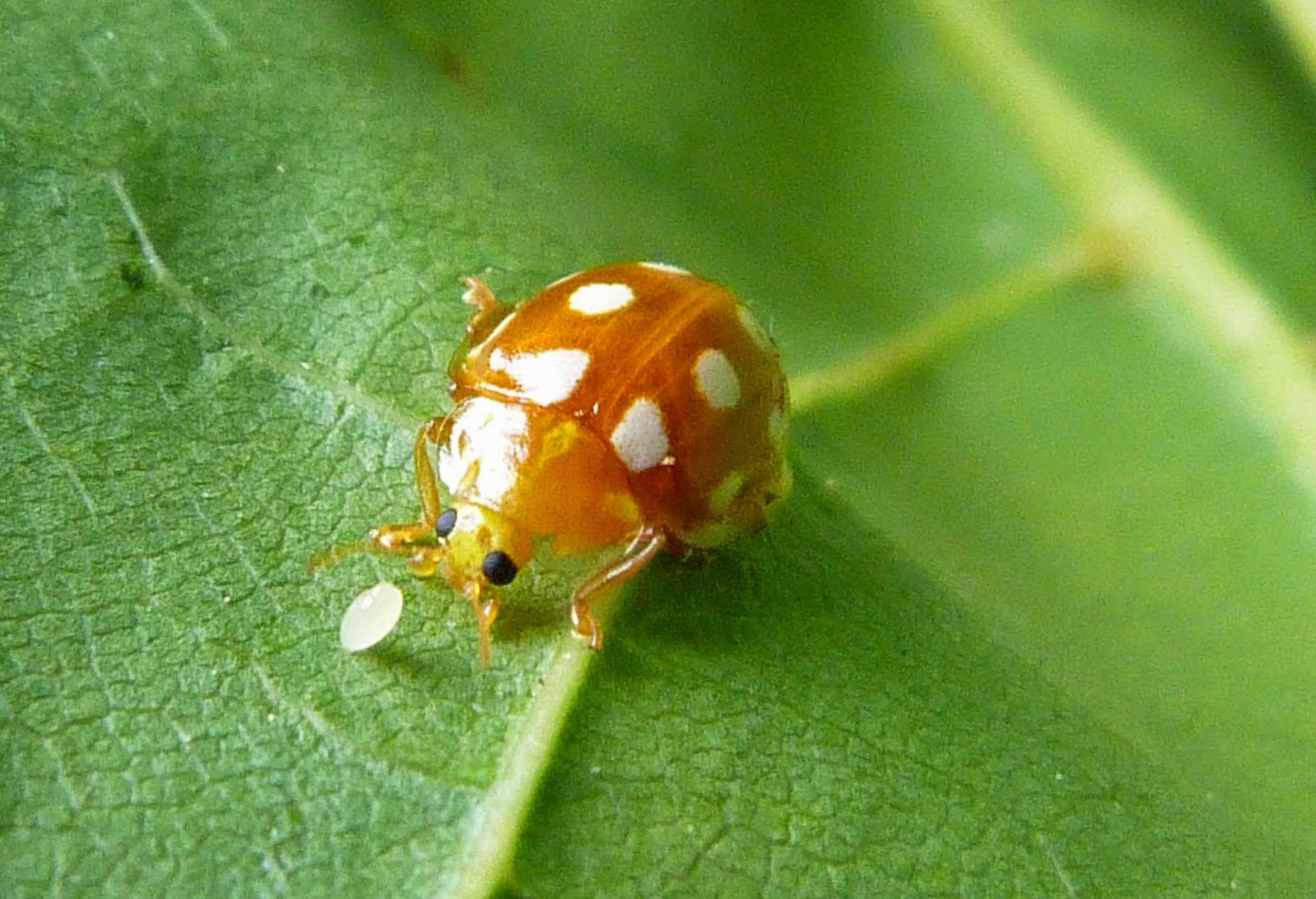 Insects of Scotland: Ladybirds