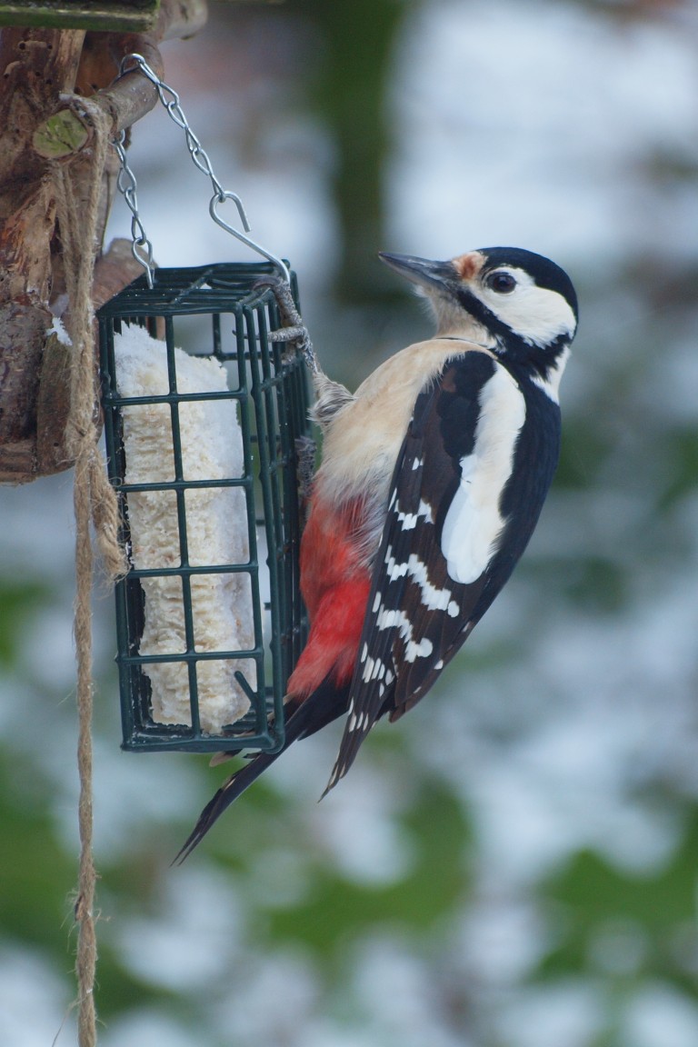 Natuurfotografie Ab Wisselink : Grote Bonte Specht