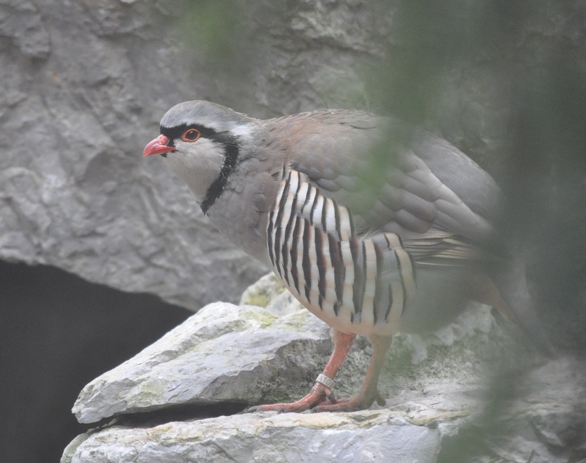 ZOOTOGRAFIANDO (6.100 ANIMALS): PERDIZ GRIEGA / ROCK PARTRIDGE ...