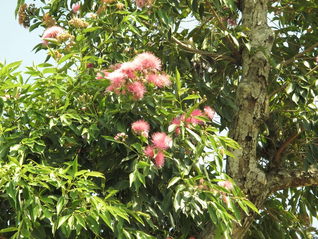 OUR PHILIPPINE TREES: Magtungaw Revealed!