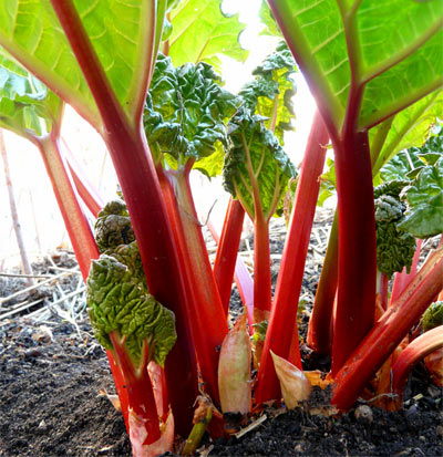 Temperate Climate Permaculture: Permaculture Plants: Rhubarb