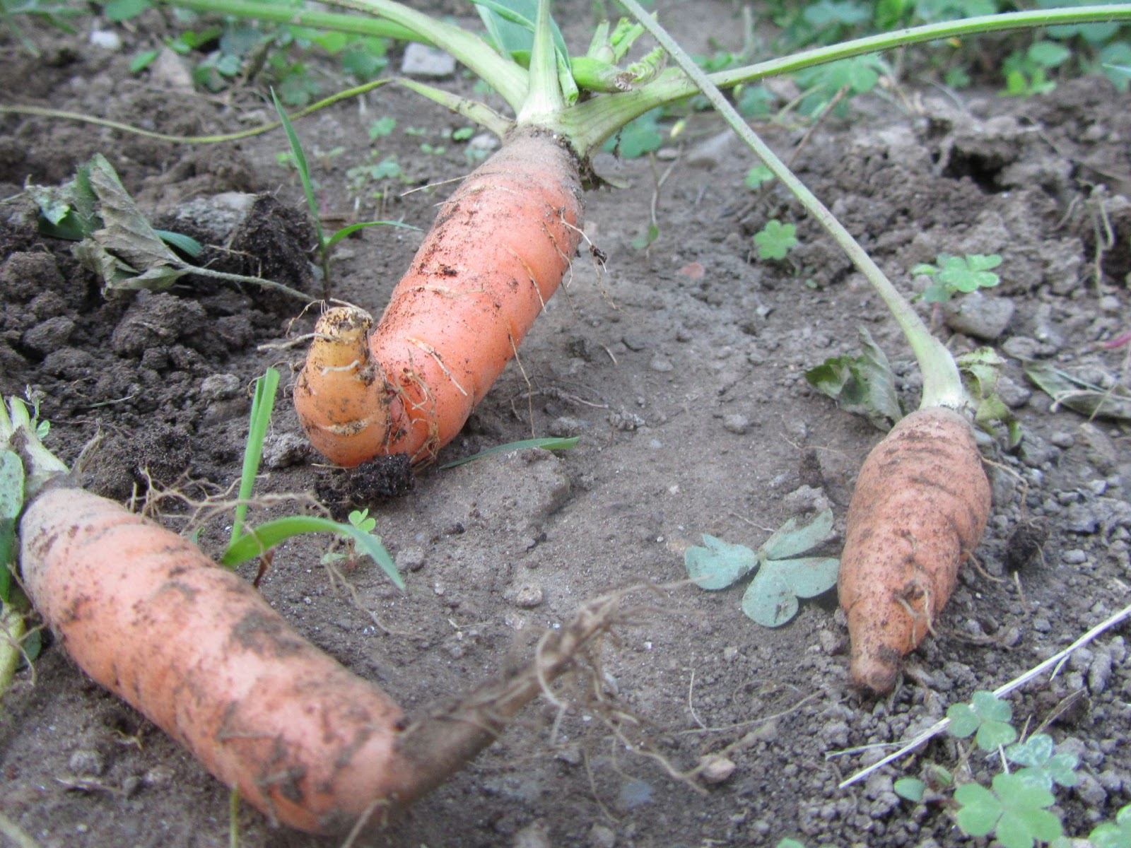 Come Coltivare le Carote (Daucus carota) nell'Orto. | Il Gusto Della Natura