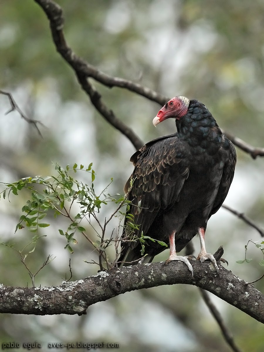 mis fotos de aves: Cathartes aura Jote Cabeza Colorada Turkey Vulture