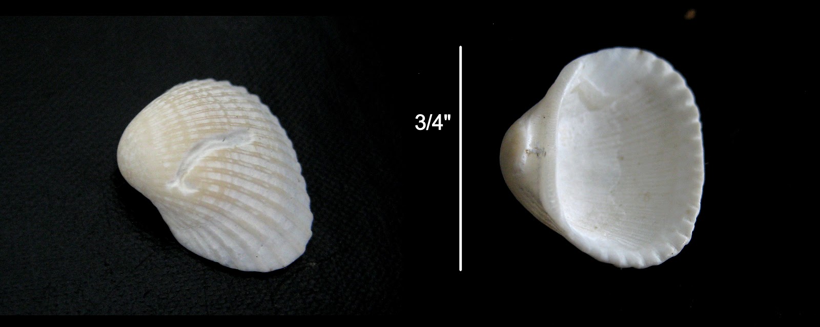 Fossils and Other Living Things: Lingering Around and Shaking Things Up