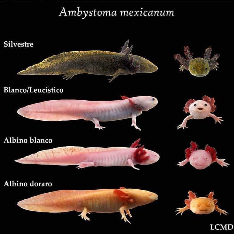 Lo que el genoma del ajolote puede enseñarle a la medicina humana ...