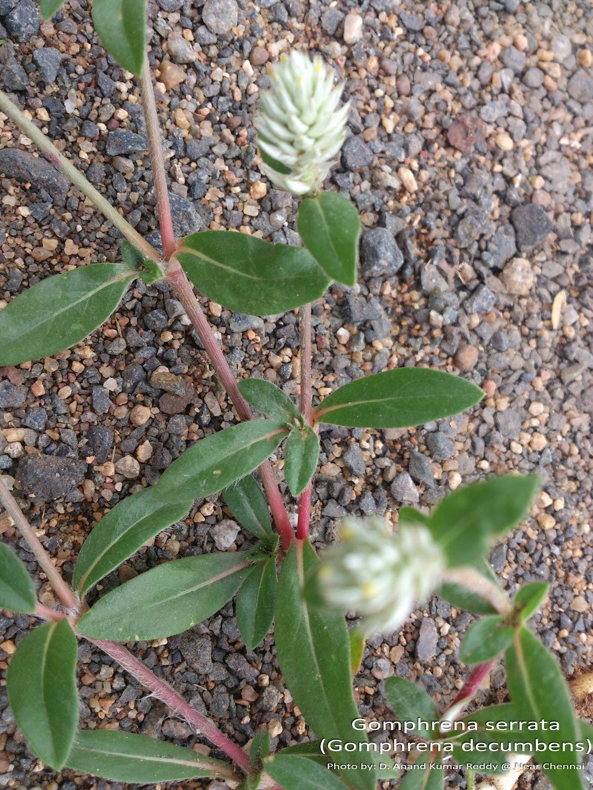 Medicinal Plants: Gomphrena serrata Gomphrena decumbens arrasa con todo