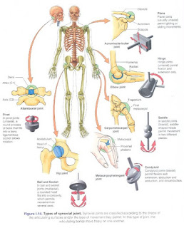 Penjelasan Sistem Gerak Pada Manusia - Perpustakaan Ilmu Pengetahuan