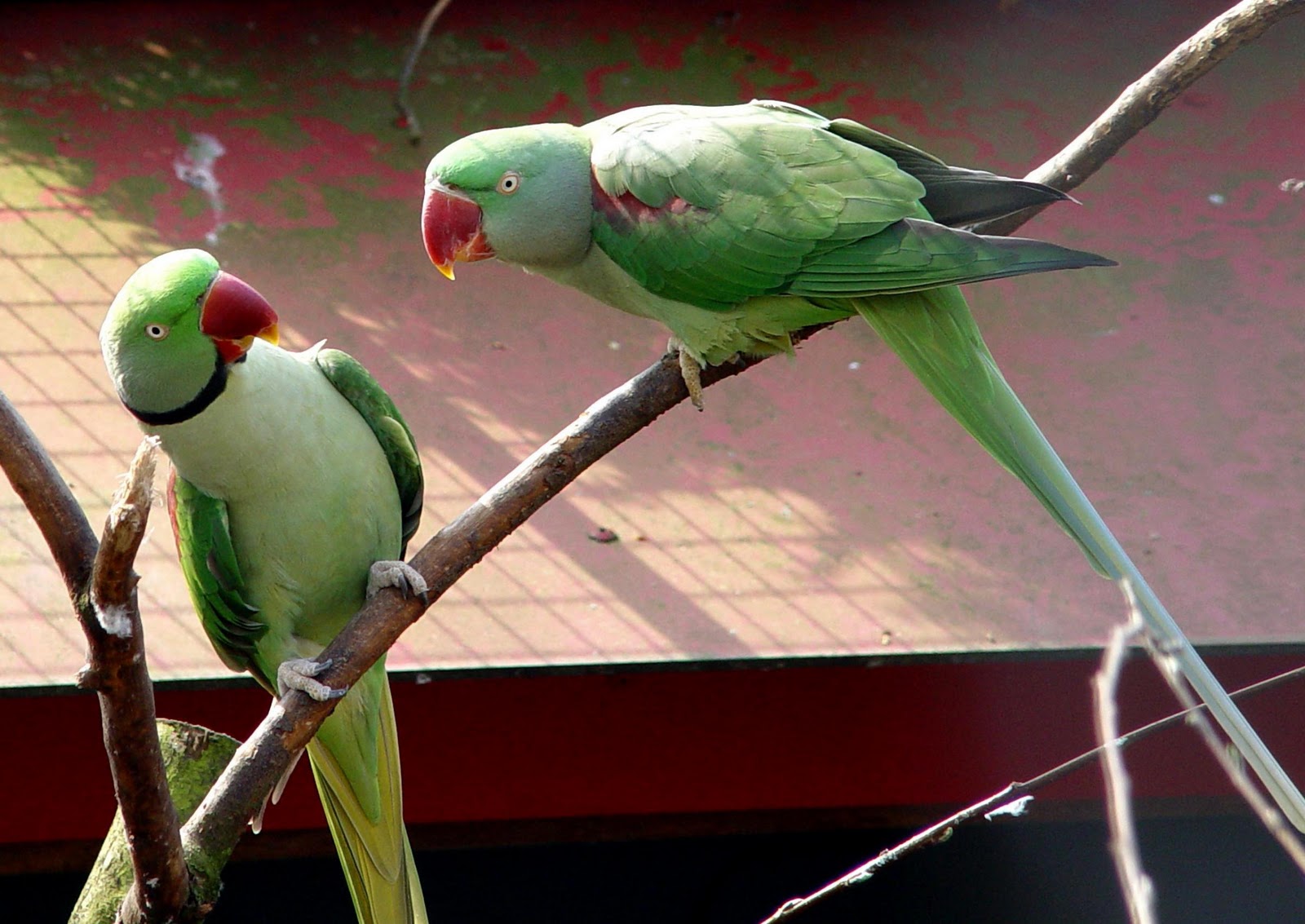 THE HAIR STYLE ON 2012: PARROT
