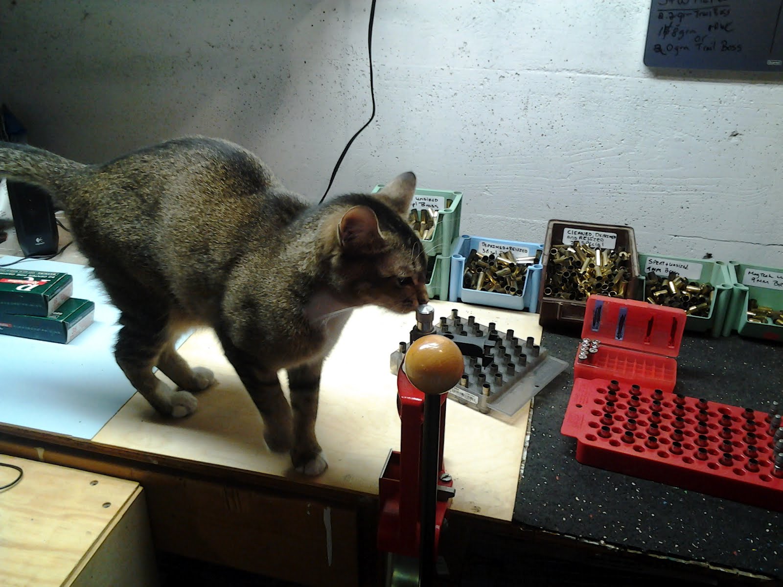 Michad's Shooting Bench: Some cats want to play with cat toys and sleep ...
