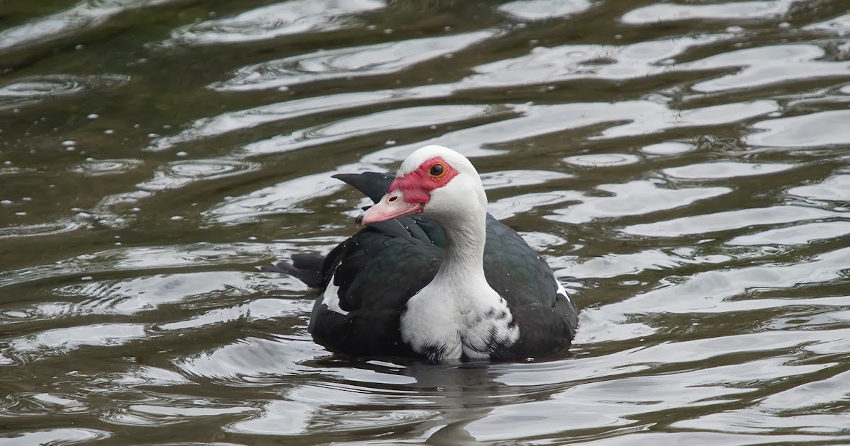 RÍA DE LA VILLA: Pato mudo
