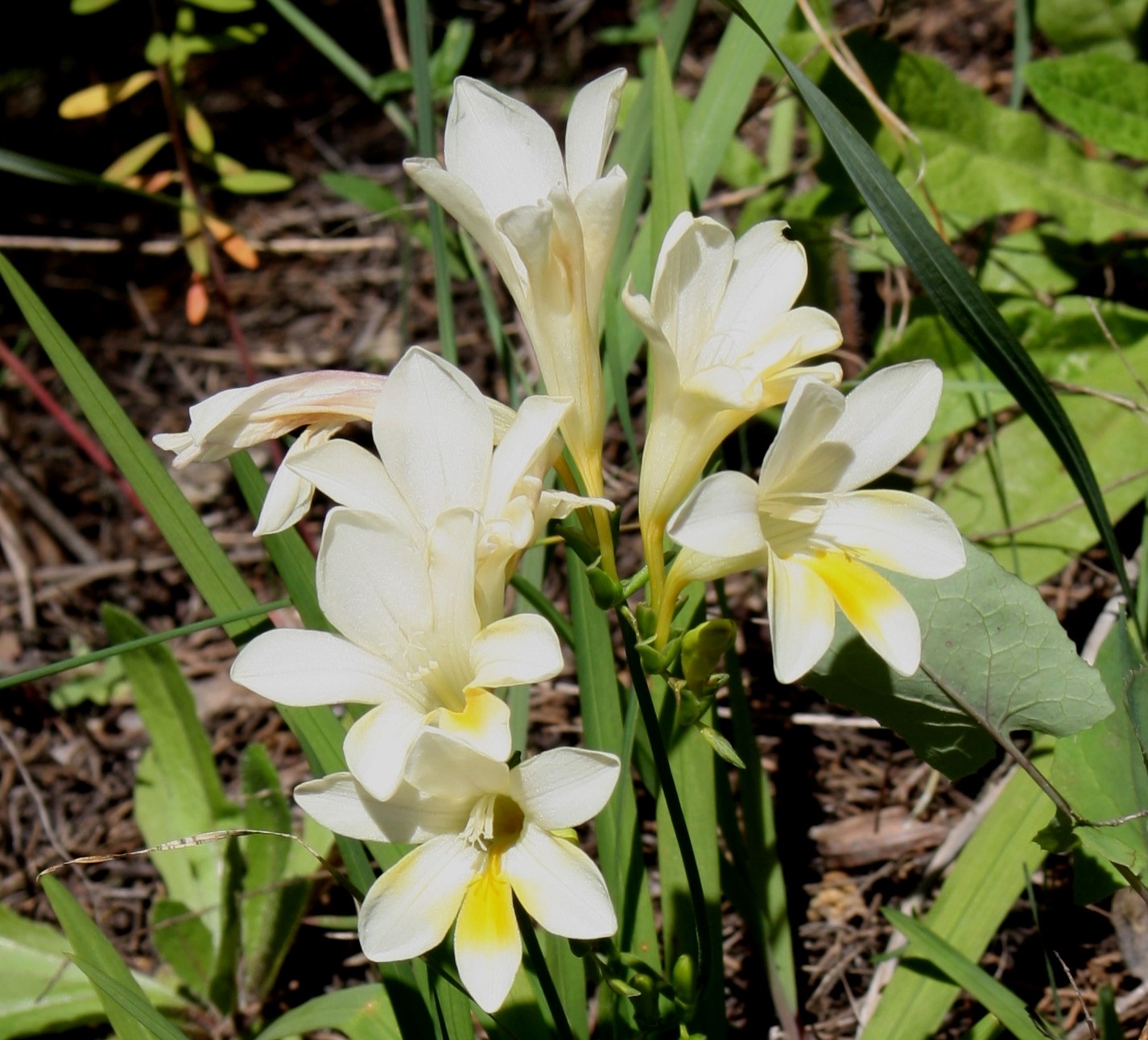 Plantas: Beleza e Diversidade: Plantas ornamentais: Frésia (Freesia ...