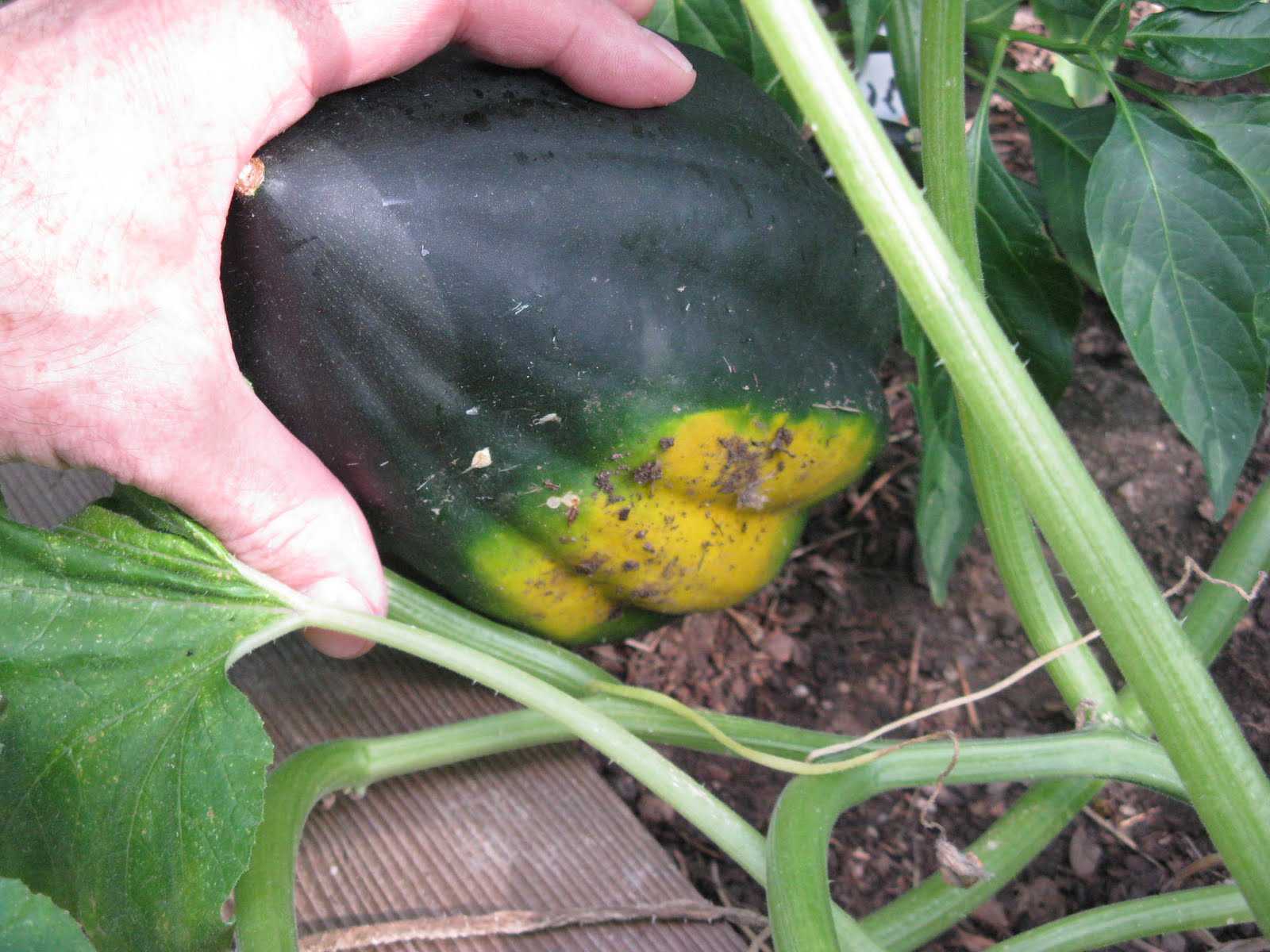 Front Range Food Gardener: Harvesting fall squash