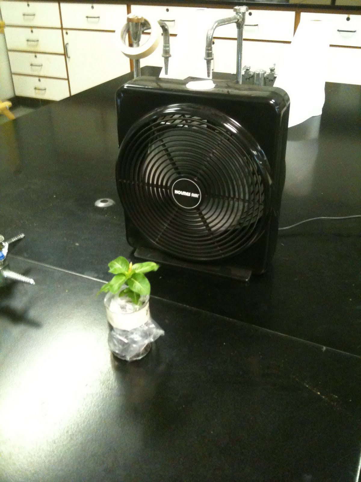 Amy Brown Science: Plant Transpiration - Great for All Ages!