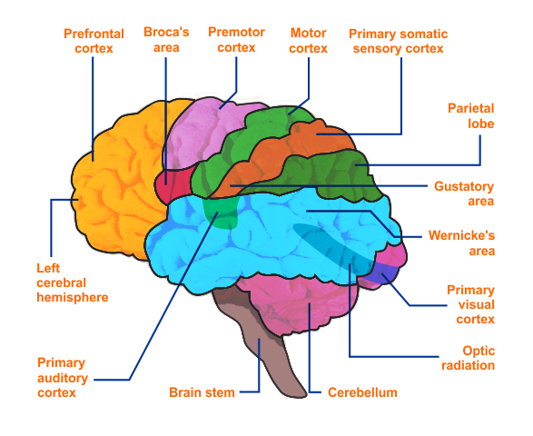 CommuniCats: Tech-Art
