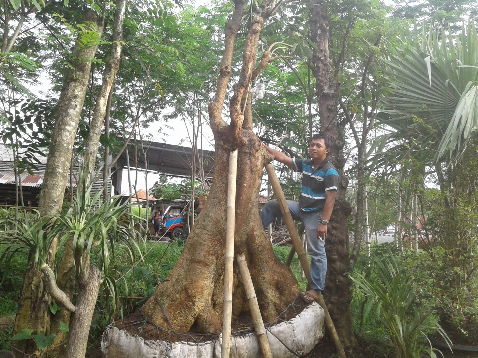Pohon Pule Bonggol Besar ~ Arya Flower Landscape