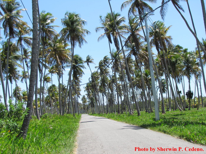 TRINI SOUTHWESTERN LIFESTYLE: Constance Coconut Estate