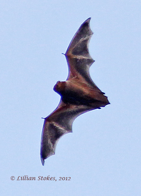 STOKES BIRDING BLOG: Eastern Red Bat photo in flight!