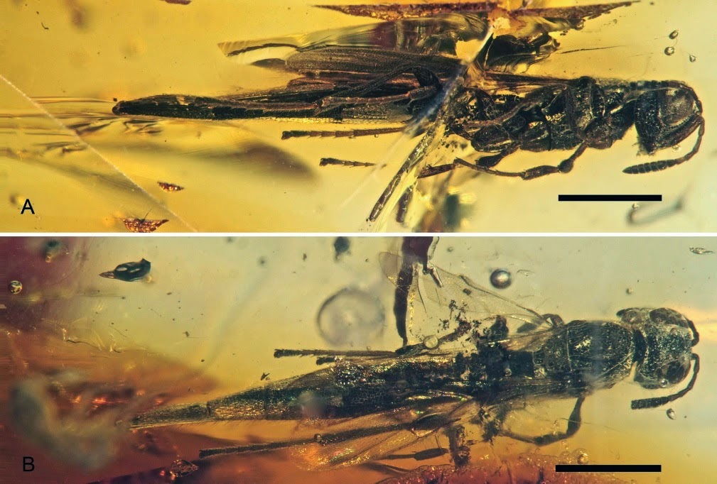 Sciency Thoughts: Three new species of Sapygid Wasps from Vietnam and ...
