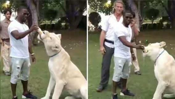 TH? Kevin Hart plays with really big cats in Dubai (photos)