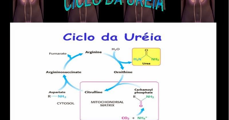 Estudos de Nutrição Luciana Lima: CICLO DA UREIA- UREOGÊNESE OU CICLO ...