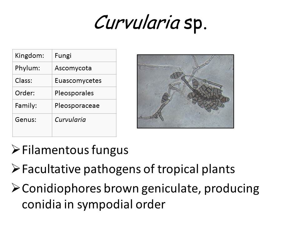 PLPA631 Ginger_Shan Jiang: Isolation of Unknown Fungi