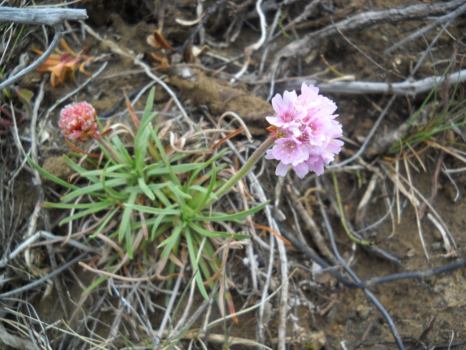 Midge Memos: Icelandic Wildflowers