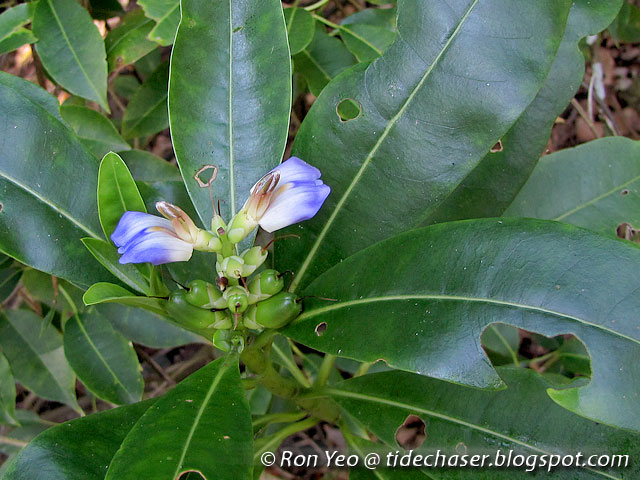 tHE tiDE cHAsER: Sea Holly (Acanthus spp.)