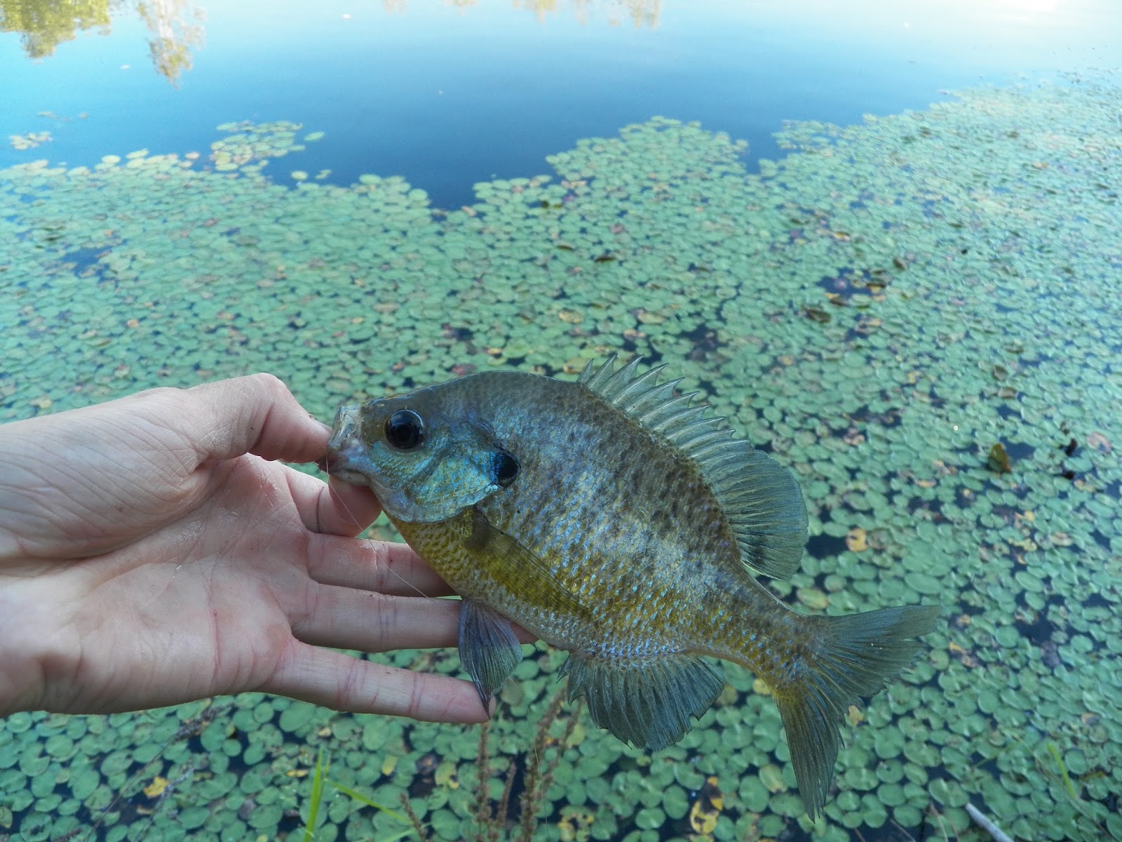Connecticut Fly Angler: Five Ponds and Some Dinky Fish; One River and a ...