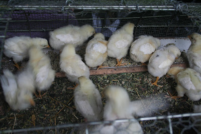 the natural chicken: home made chick feed