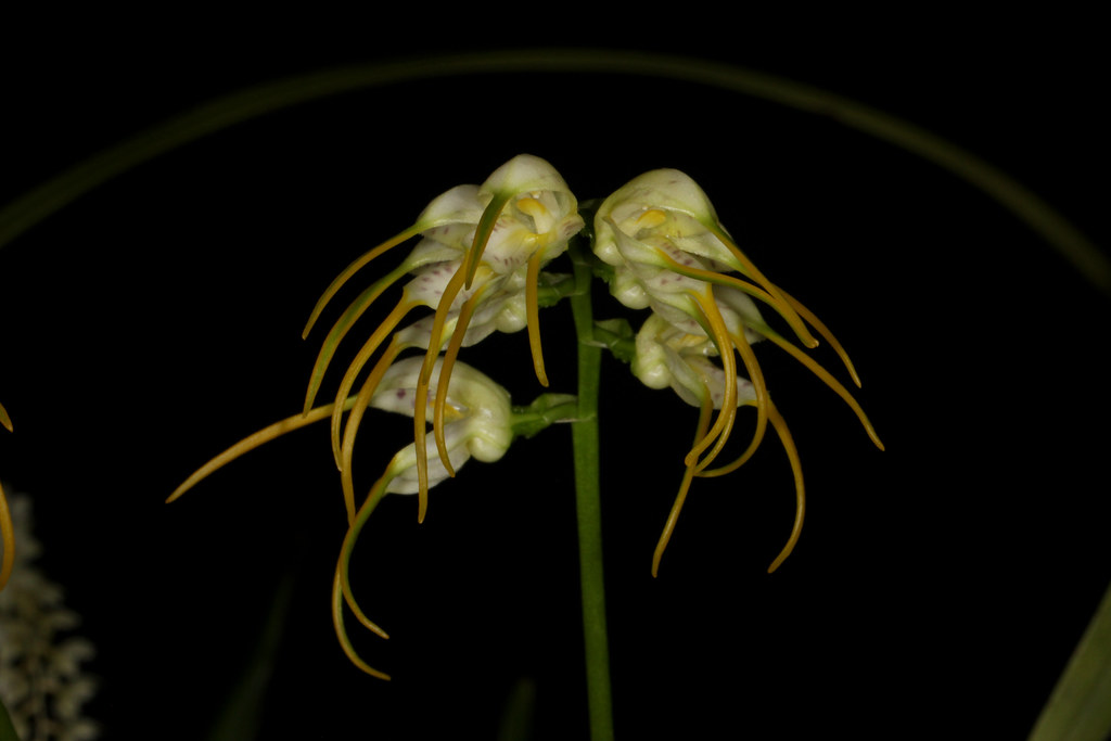 Masdevallia lehmannii care and culture | Travaldo's blog