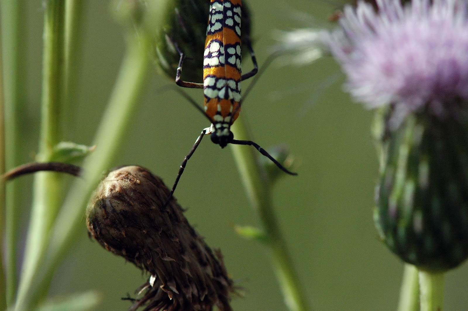 Field Biology in Southeastern Ohio: Canada Thistle and Insects