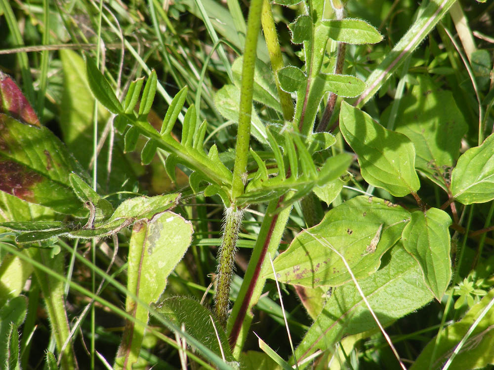 Loire Valley Nature: Field Scabious Knautia arvensis