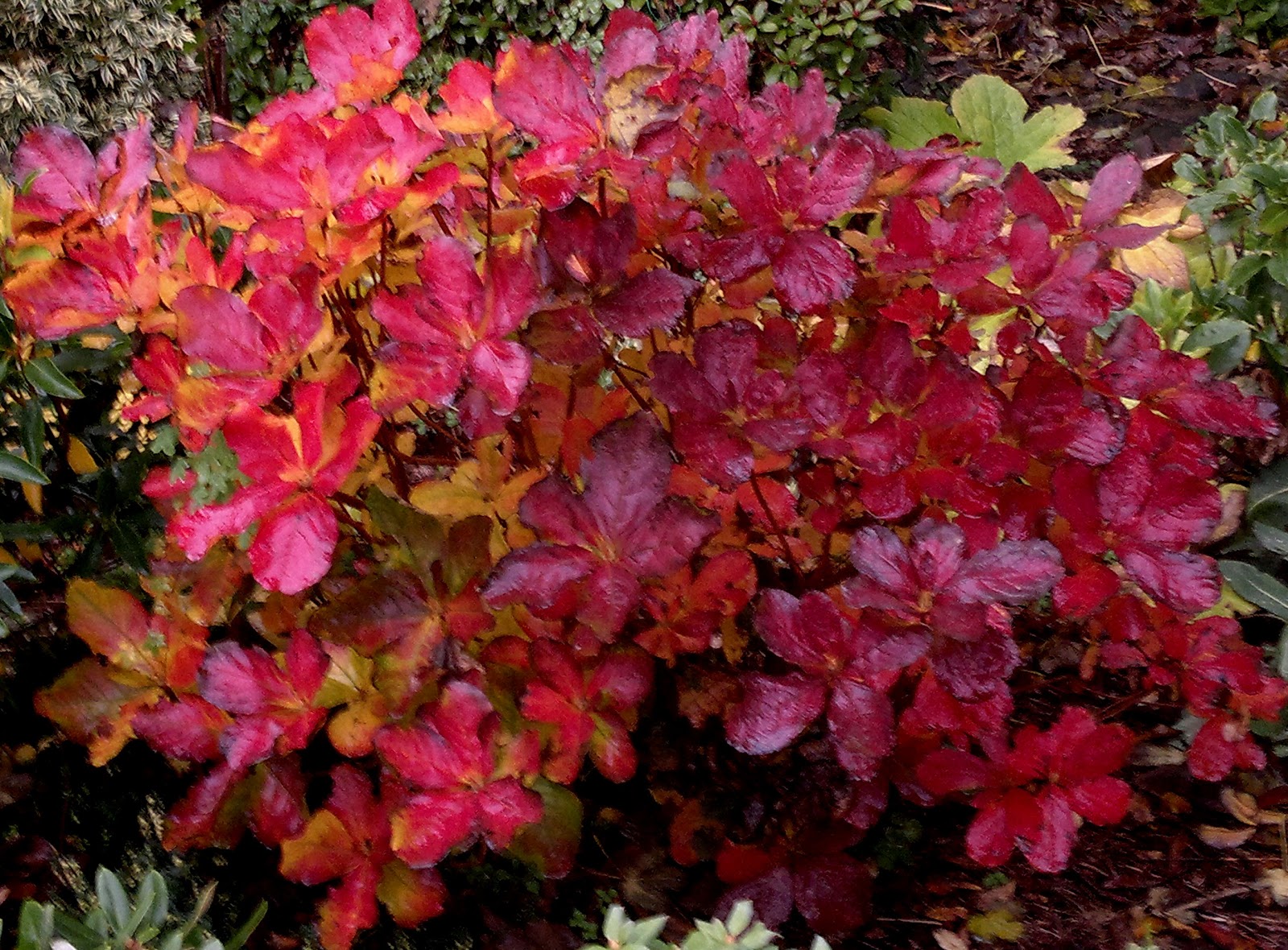 blomstrende stauder og lign.