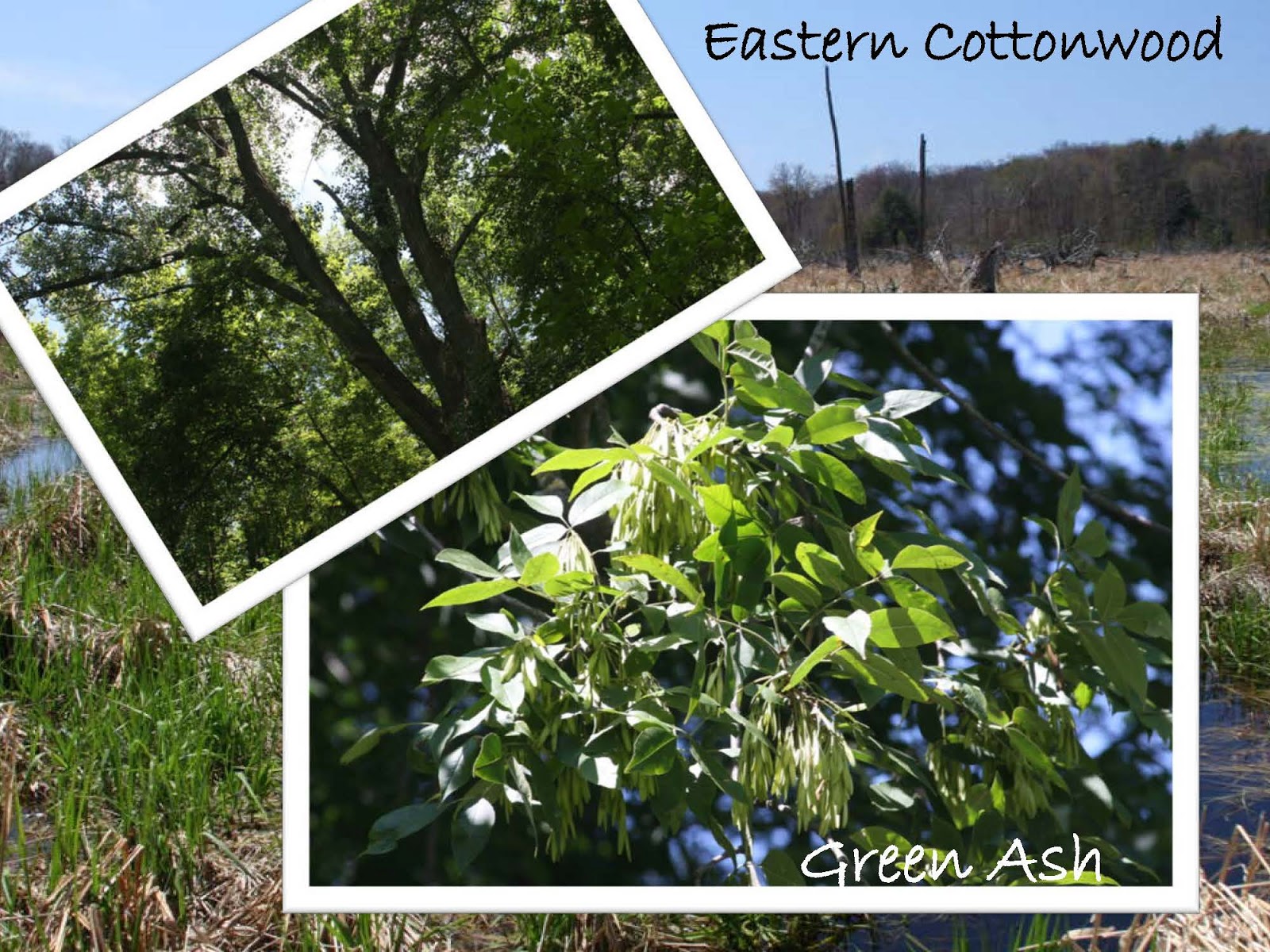 Isabella Conservation District Environmental Education Program: Wetland ...