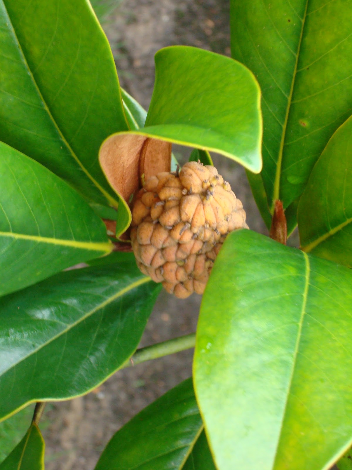 Fleuriste Isabelle Feuvrier: le magnolia grandiflora en hiver