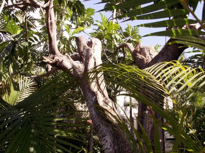 Runrol974: Arbre à pain Fruit à pain Flore, Fruit Île de La Réunion