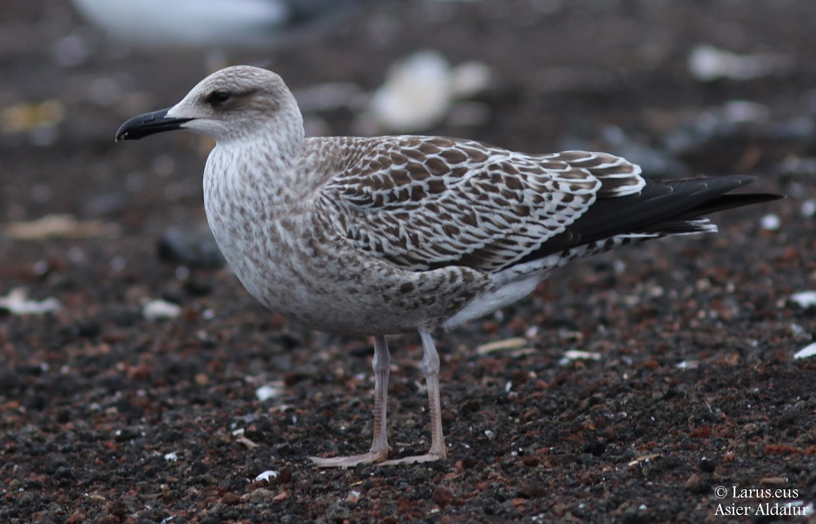Larus.eus: (Larus michahellis atlantis) Yellow-legged gull from The ...
