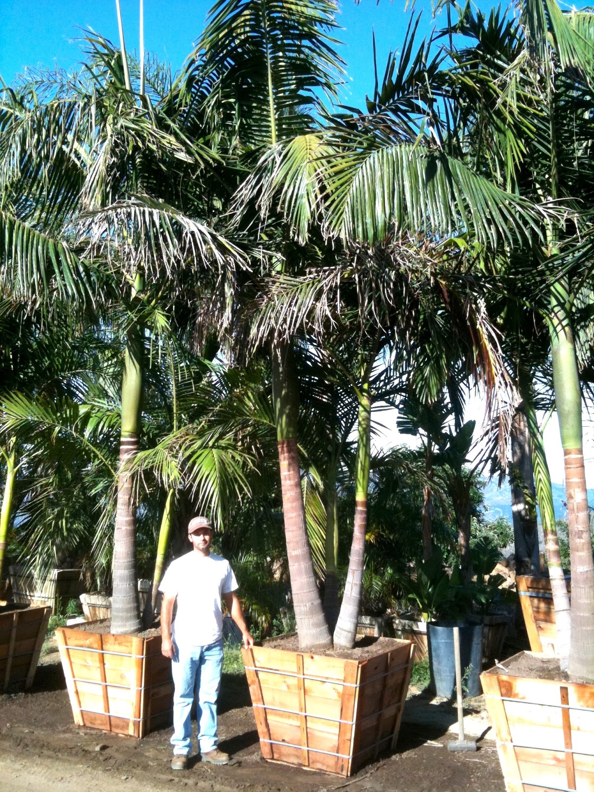 Gregory Palm Farms : Do You Need Multiple Palm Trees? North San Diego ...