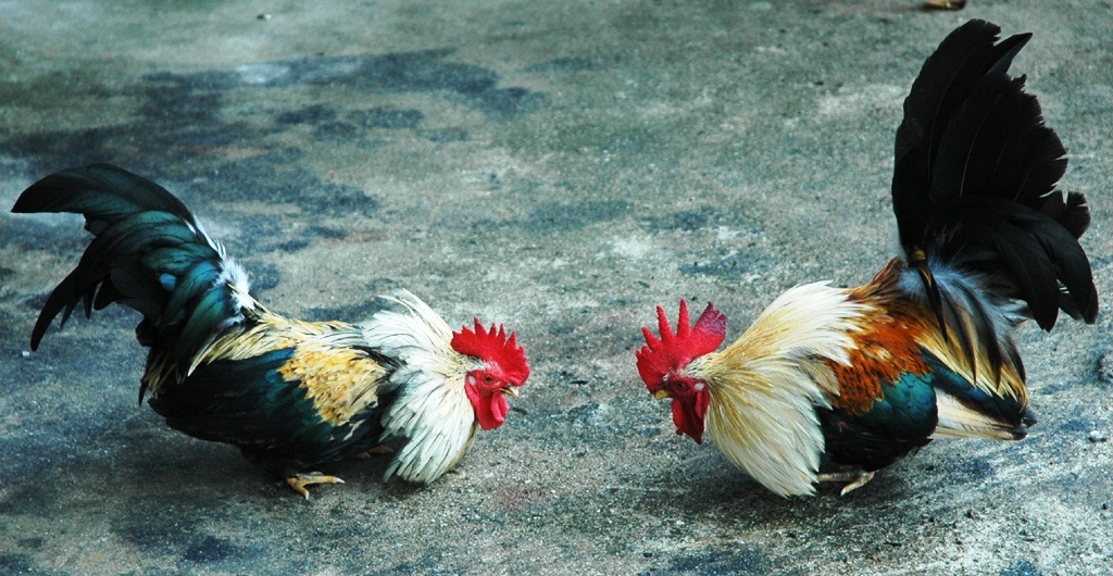 Econcientiza: ¿Muy Gallitos?