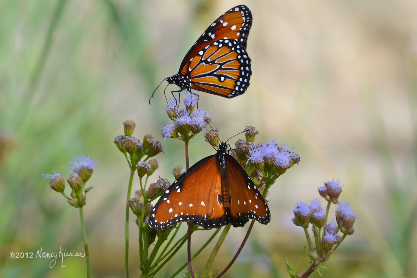 Wild About Texas: Monarch Madness