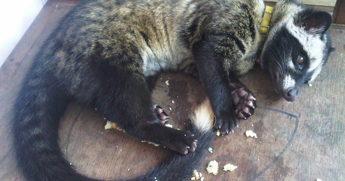 Cara Mudah Menjinakkan Musang | Drh. Fira Sovica