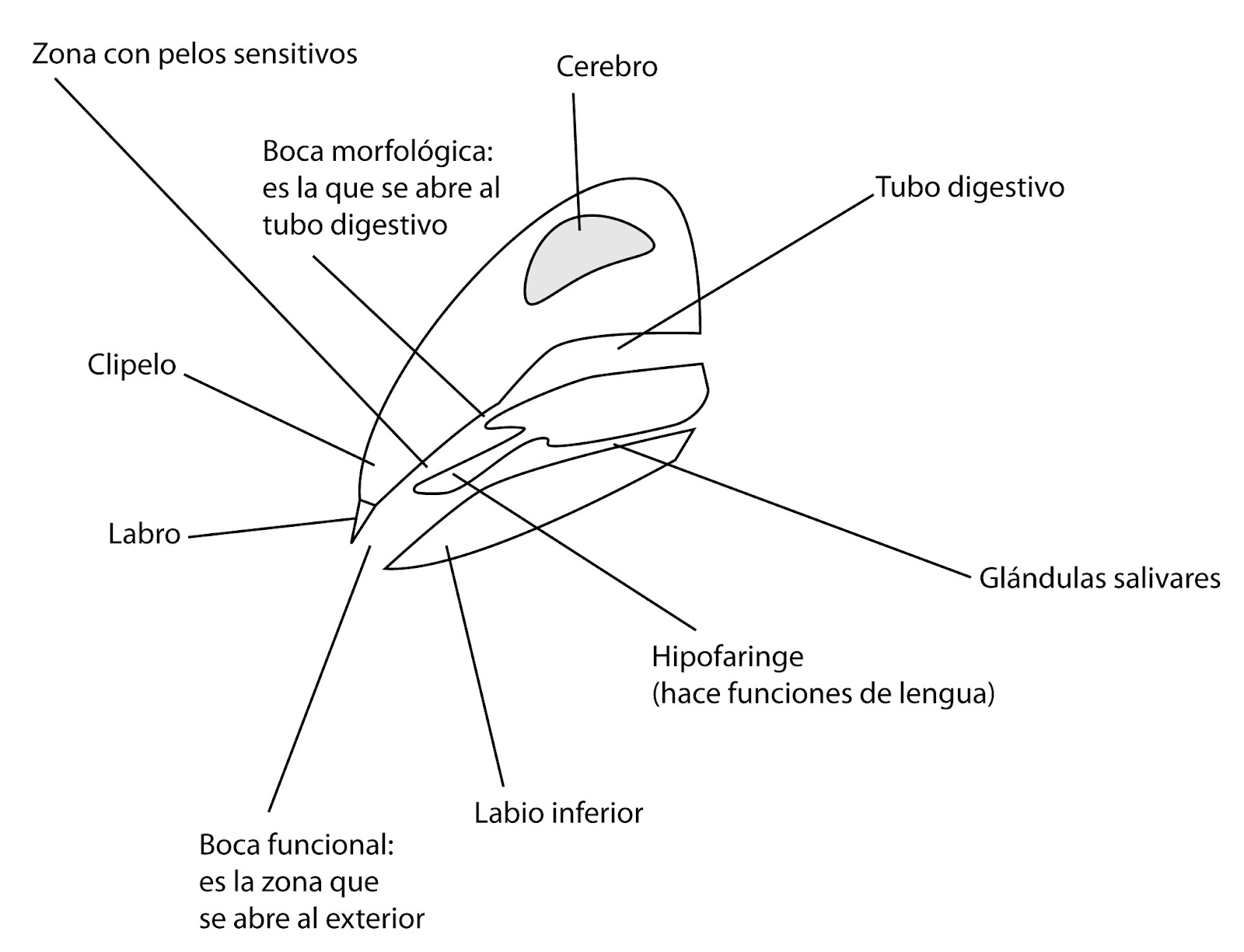 el moderno prometeo: Anatomía de Insectos: Cabeza