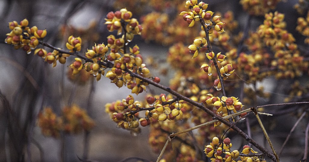 Power Poppy - The Blog: New Digi on the 5s: Bittersweet Wreath