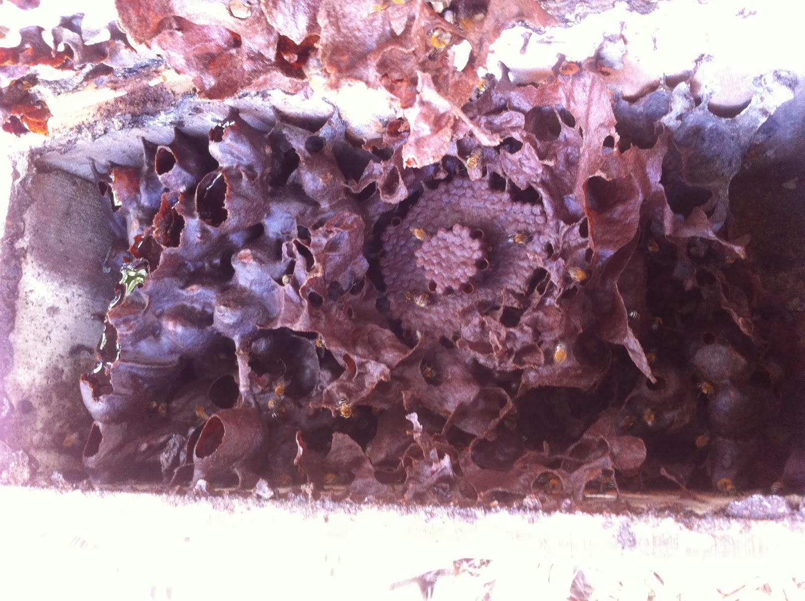 Meliponário do Sertão: Rivan Fernandes, O Rei da Uruçu no RN...