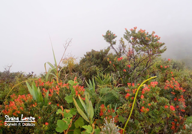 SIRANG LENTE: Mt. Halcon | Mindoro